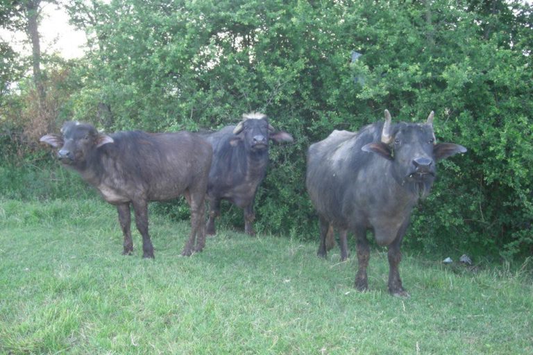 THE JAPAN BUFFALO DEVELOPMENT | International Buffalo Federation